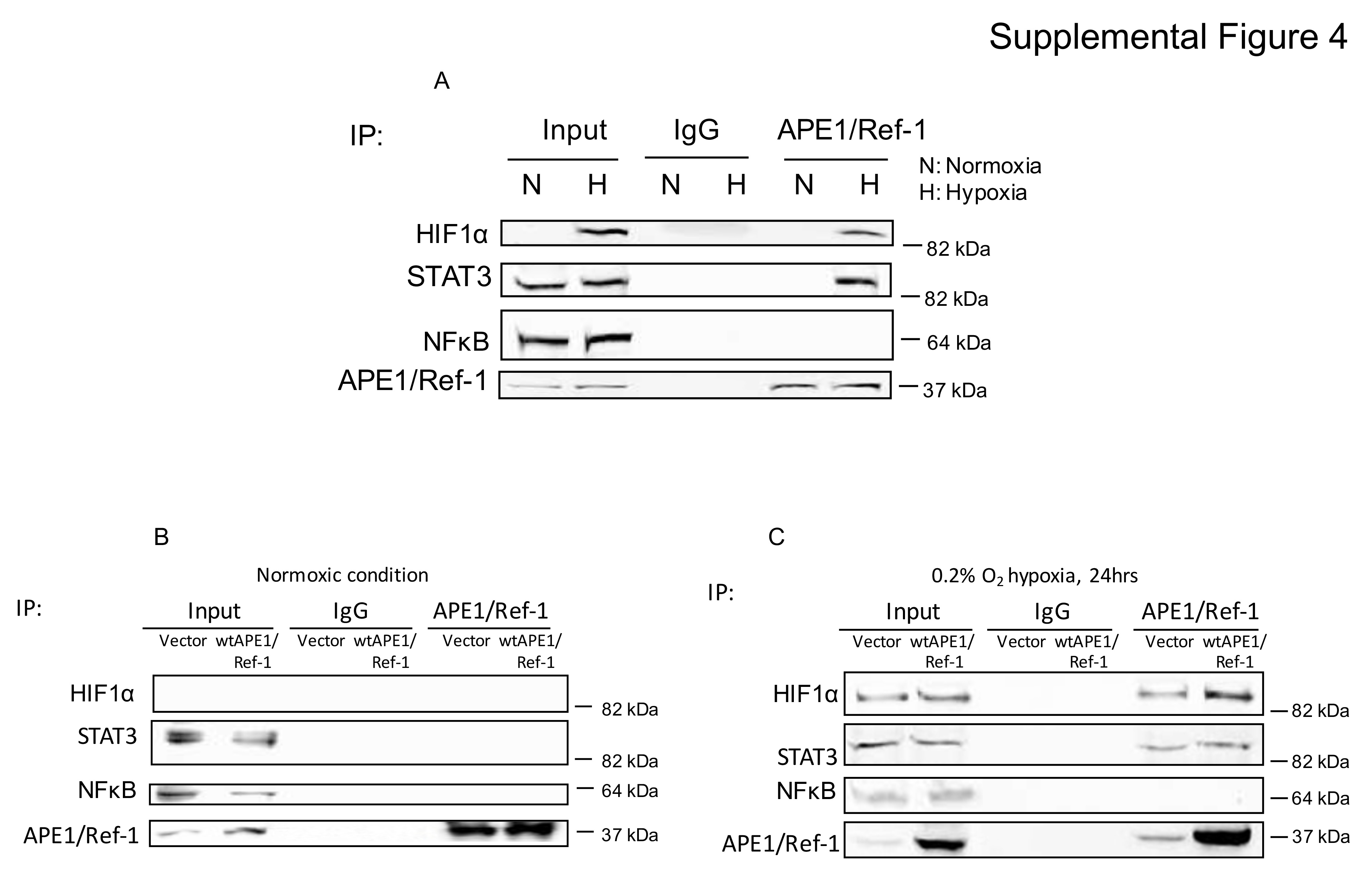 Regulation of HIF1α under Hypoxia by APE1/Ref-1 Impacts CA9 Expression ...