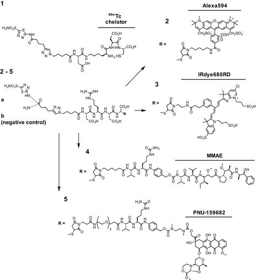 Acetazolamide Serves as Selective Delivery Vehicle for Dipeptide-Linked ...