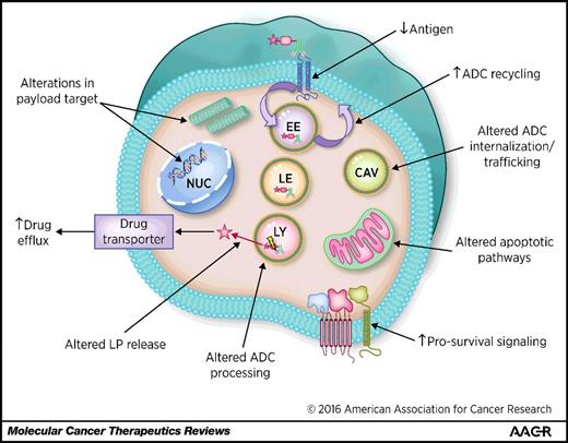 Mechanisms of Resistance to Antibody–Drug Conjugates | Molecular Cancer ...