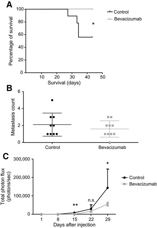 Bevacizumab Prevents Brain Metastases Formation in Lung Adenocarcinoma ...
