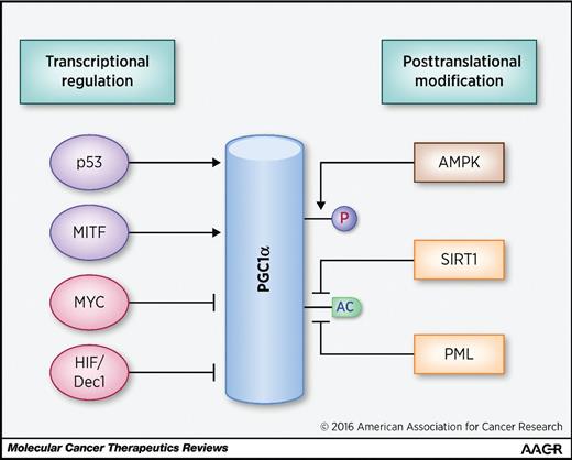The Role of PGC1α in Cancer Metabolism and its Therapeutic Implications ...