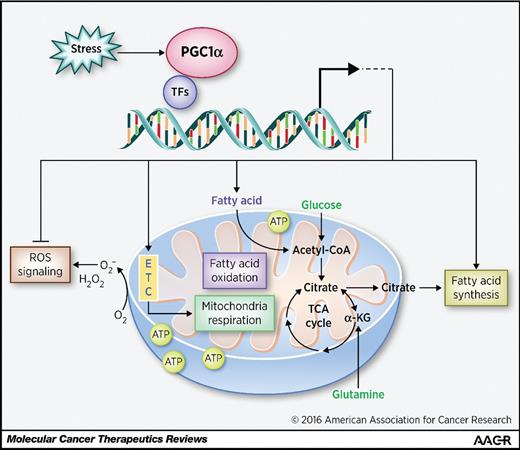 The Role of PGC1α in Cancer Metabolism and its Therapeutic Implications ...