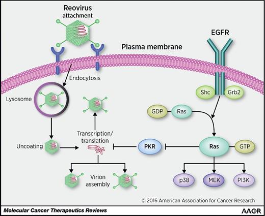 Strategic Combinations: The Future of Oncolytic Virotherapy with ...