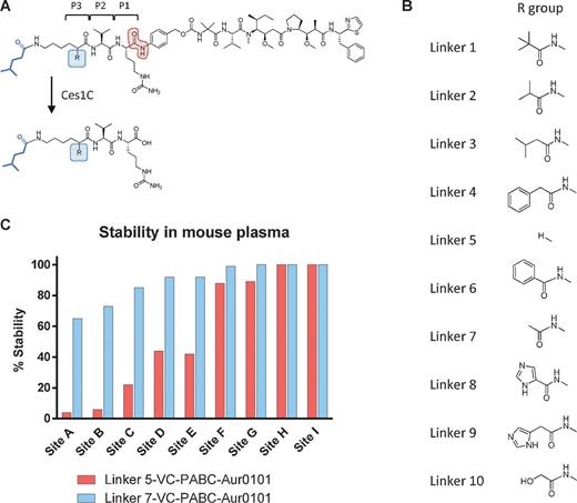 Molecular Basis of Valine-Citrulline-PABC Linker Instability in Site ...
