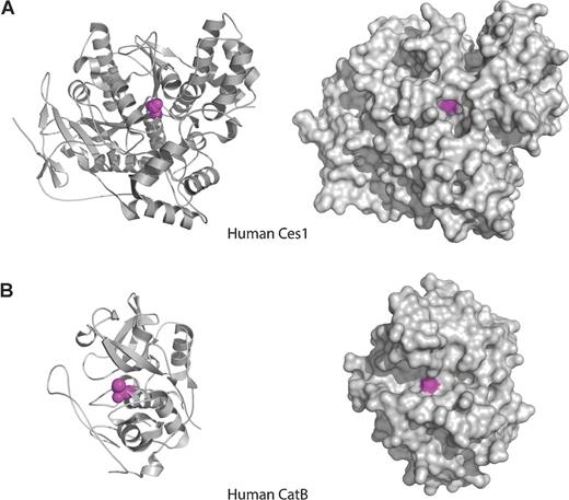 Molecular Basis of Valine-Citrulline-PABC Linker Instability in Site ...