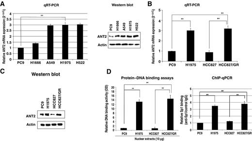 Targeting Adenine Nucleotide Translocase-2 (ANT2) to Overcome ...