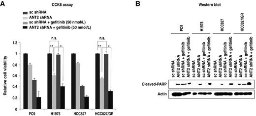 Targeting Adenine Nucleotide Translocase-2 (ANT2) to Overcome ...