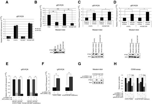 Targeting Adenine Nucleotide Translocase-2 (ANT2) to Overcome ...