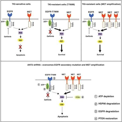 Targeting Adenine Nucleotide Translocase-2 (ANT2) to Overcome ...