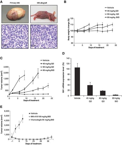 MK-4101, a Potent Inhibitor of the Hedgehog Pathway, Is Highly Active against Medulloblastoma ...