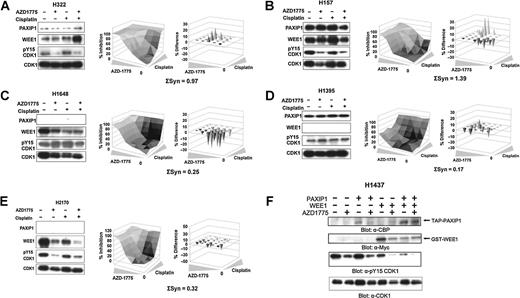 PAXIP1 Potentiates the Combination of WEE1 Inhibitor AZD1775 and ...