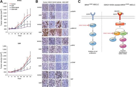 EGFR-Mediated Reactivation of MAPK Signaling Induces Acquired ...