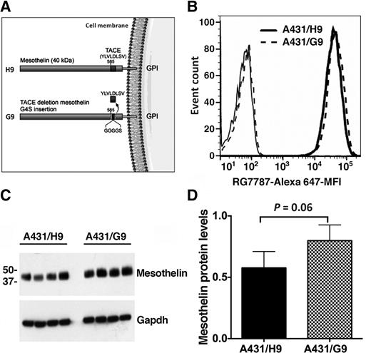 Reduced Shedding of Surface Mesothelin Improves Efficacy of Mesothelin ...