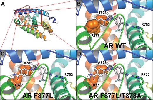 The Effect of F877L and T878A Mutations on Androgen Receptor Response ...