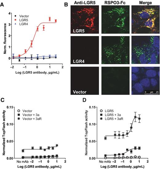 LGR5-Targeted Antibody–Drug Conjugate Eradicates Gastrointestinal ...