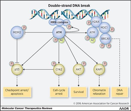 ATM Mutations in Cancer: Therapeutic Implications | Molecular Cancer ...