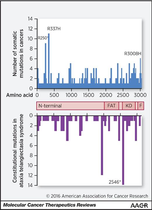 ATM Mutations in Cancer: Therapeutic Implications | Molecular Cancer ...