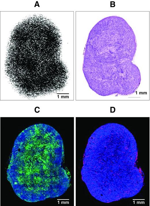 αVβ3 Integrin-Targeted Radionuclide Therapy with 64Cu-cyclam-RAFT-c ...