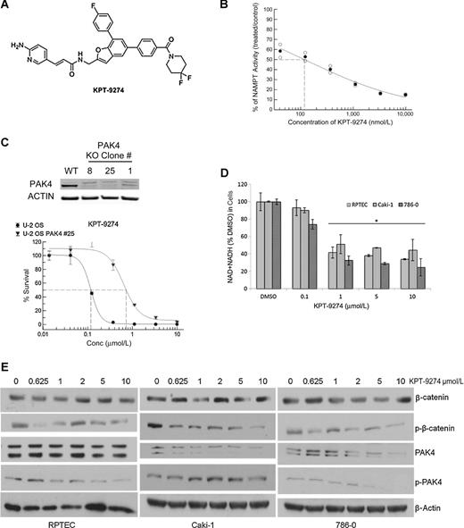 Dual and Specific Inhibition of NAMPT and PAK4 By KPT-9274 Decreases ...
