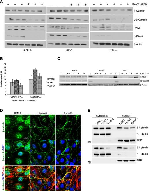 Dual and Specific Inhibition of NAMPT and PAK4 By KPT-9274 Decreases ...