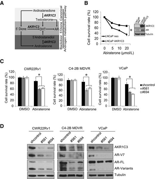 Inhibition of AKR1C3 Activation Overcomes Resistance to Abiraterone in ...