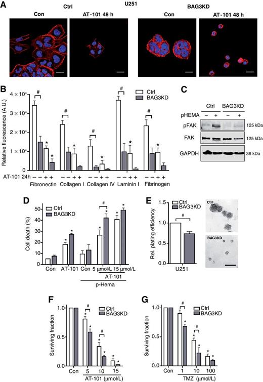 Interference with the HSF1/HSP70/BAG3 Pathway Primes Glioma Cells to ...