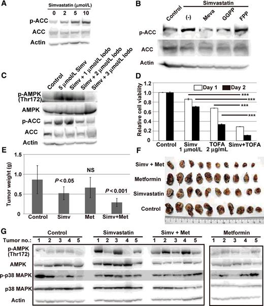 Simvastatin-Induced Apoptosis in Osteosarcoma Cells: A Key Role of RhoA ...