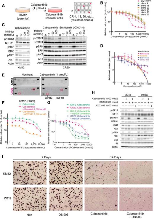 Mechanisms of Resistance to NTRK Inhibitors and Therapeutic Strategies ...