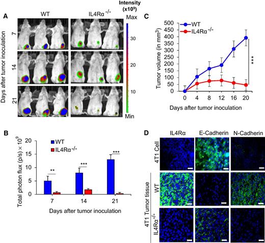 IL4 Receptor–Targeted Proapoptotic Peptide Blocks Tumor Growth and ...