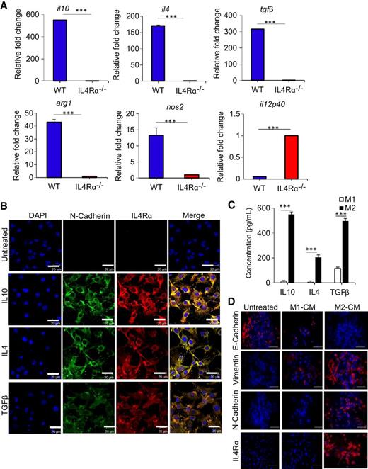 IL4 Receptor–Targeted Proapoptotic Peptide Blocks Tumor Growth and ...