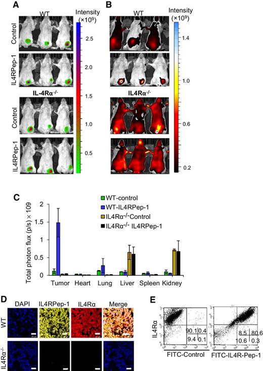 IL4 Receptor–Targeted Proapoptotic Peptide Blocks Tumor Growth and ...