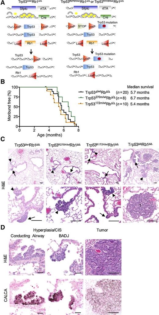 TRP53 Mutants Drive Neuroendocrine Lung Cancer Through Loss-of-Function ...