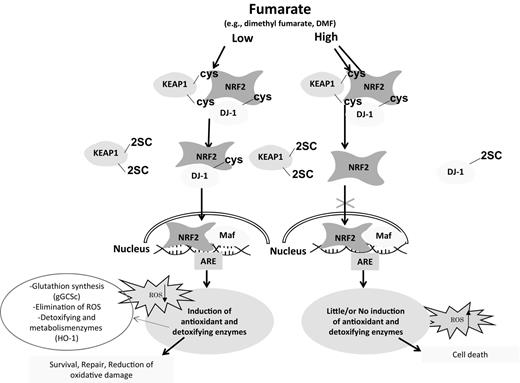 Dimethyl Fumarate Controls the NRF2/DJ-1 Axis in Cancer Cells ...