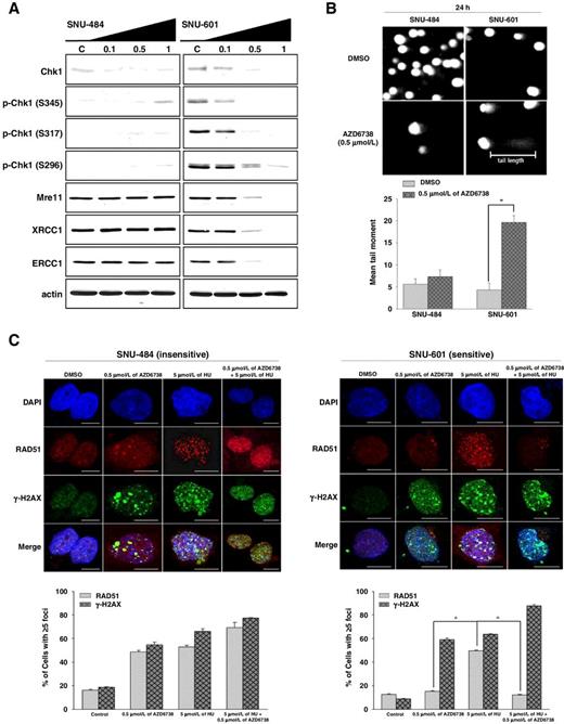 AZD6738, A Novel Oral Inhibitor of ATR, Induces Synthetic Lethality ...