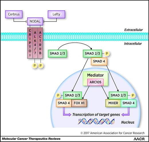 Nodal Signaling as a Developmental Therapeutics Target in Oncology ...