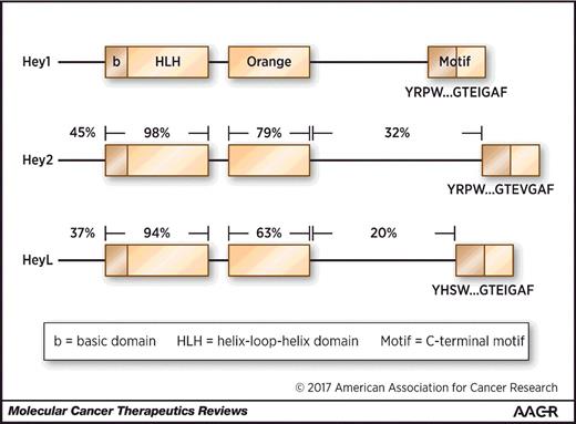 Hey Factors at the Crossroad of Tumorigenesis and Clinical Therapeutic ...