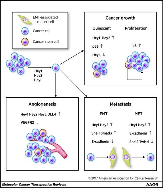 Hey Factors at the Crossroad of Tumorigenesis and Clinical Therapeutic ...
