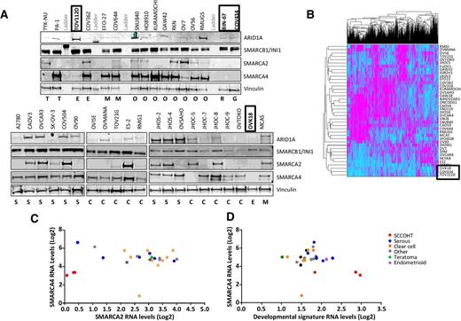 Selective Killing of SMARCA2- and SMARCA4-deficient Small Cell ...