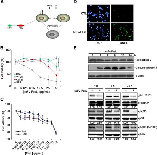 A Fas Ligand (FasL)-Fused Humanized Antibody Against Tumor-Associated ...