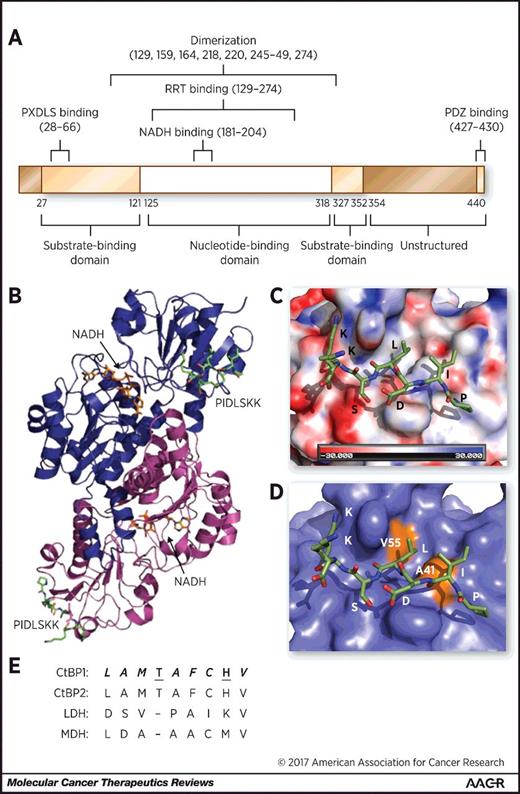 The Role of CtBP1 in Oncogenic Processes and Its Potential as a ...