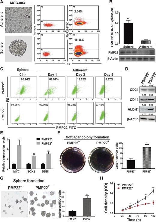 PMP22 Regulates Self-Renewal and Chemoresistance of Gastric Cancer ...