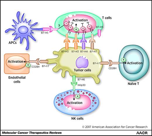New B7 Family Checkpoints in Human Cancers | Molecular Cancer ...