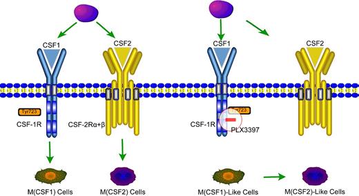 Colony-Stimulating Factor 1 Receptor Blockade Inhibits Tumor Growth by Altering the Polarization ...