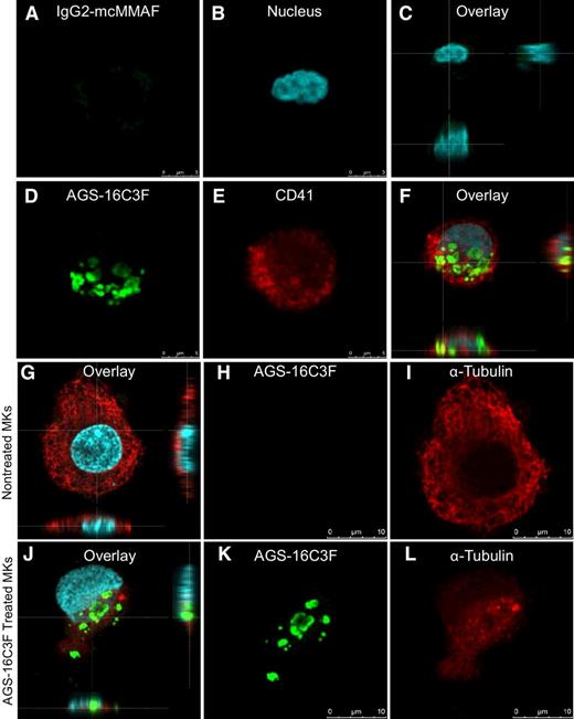 Inhibition of Megakaryocyte Differentiation by Antibody–Drug Conjugates ...
