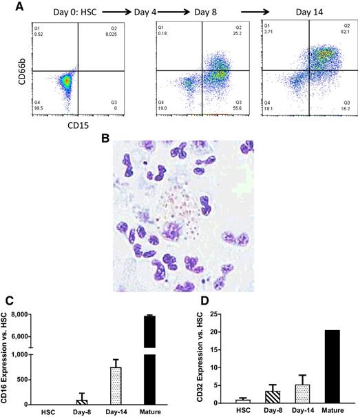 A Potential Mechanism for ADC-Induced Neutropenia: Role of Neutrophils ...