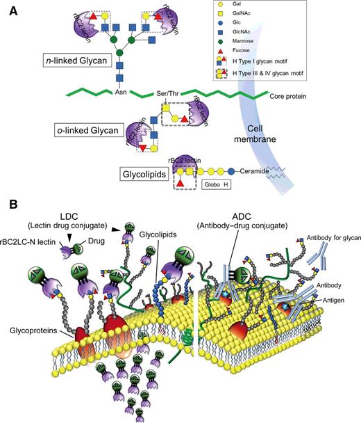 A Novel Therapeutic Strategy for Pancreatic Cancer: Targeting Cell ...
