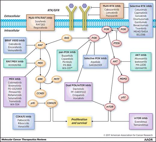 Rational Approaches for Combination Therapy Strategies Targeting the MAP Kinase Pathway in Solid ...