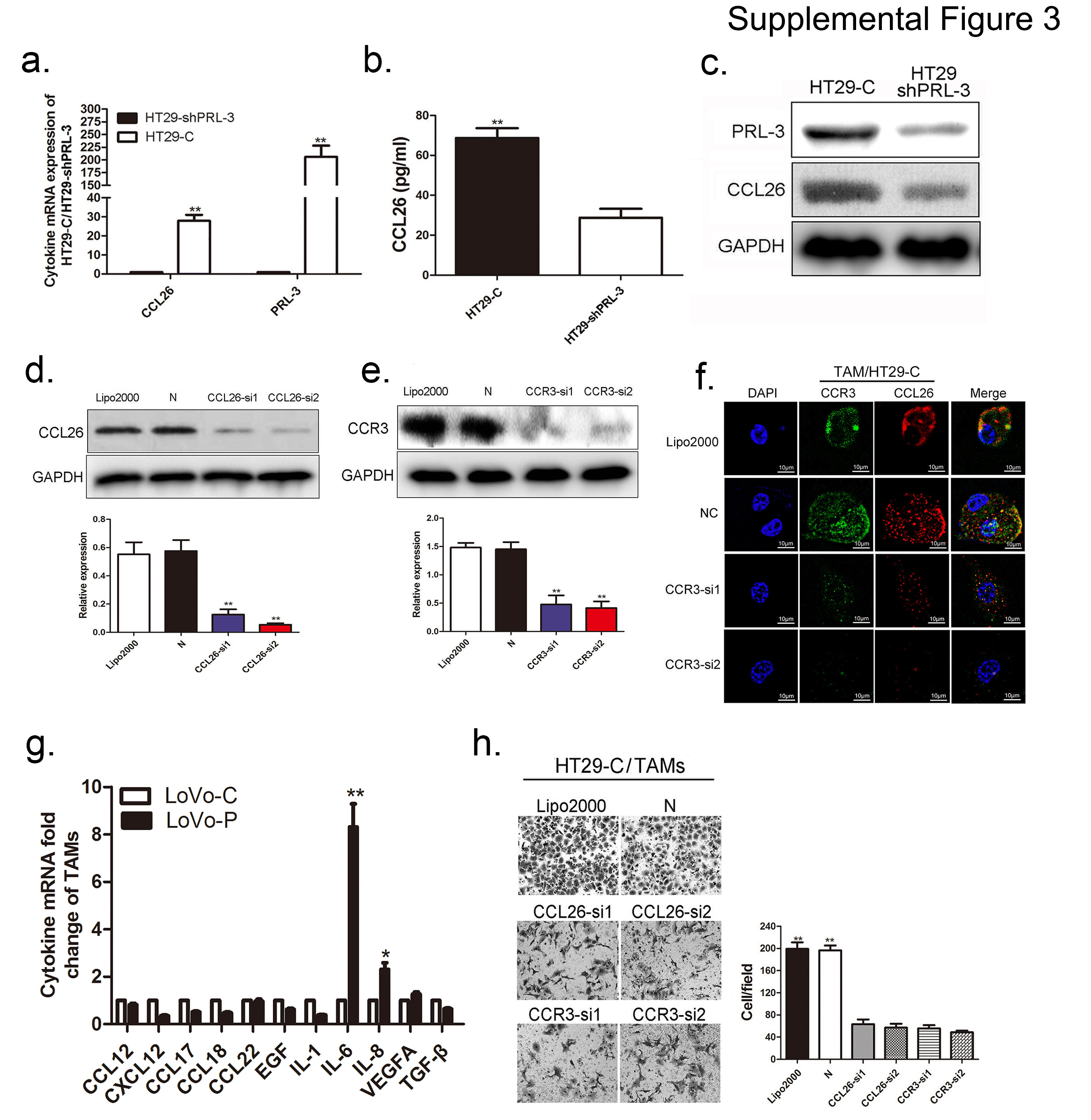 CCL26 Participates in the PRL-3–Induced Promotion of Colorectal Cancer ...