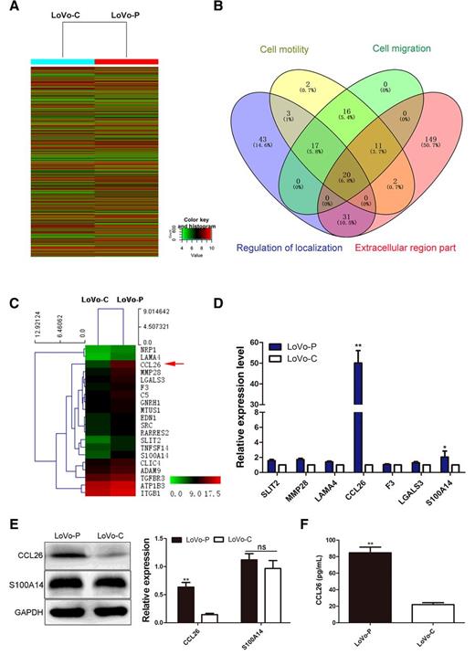 CCL26 Participates in the PRL-3–Induced Promotion of Colorectal Cancer ...