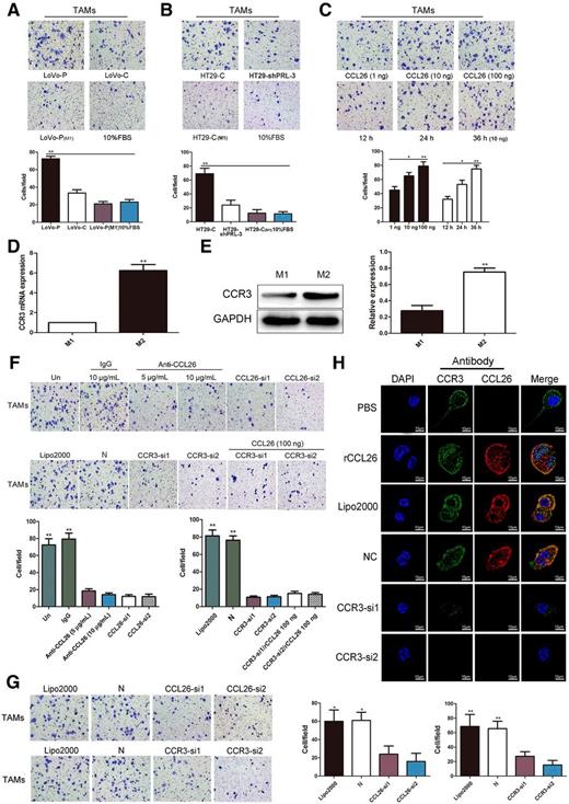 CCL26 Participates in the PRL-3–Induced Promotion of Colorectal Cancer ...